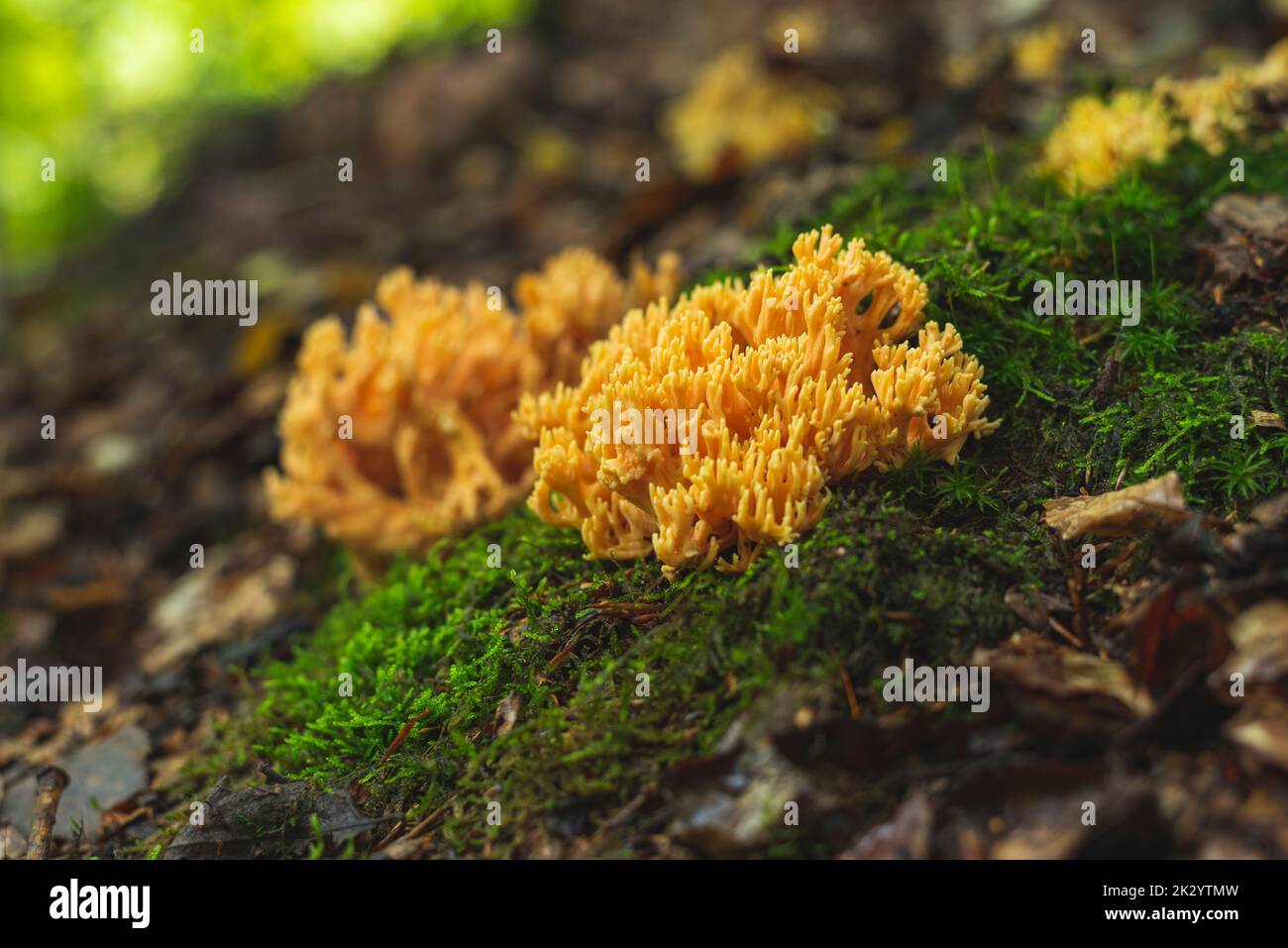 Yellow coral mushroom growing on the forest floor in early autumn Stock ...