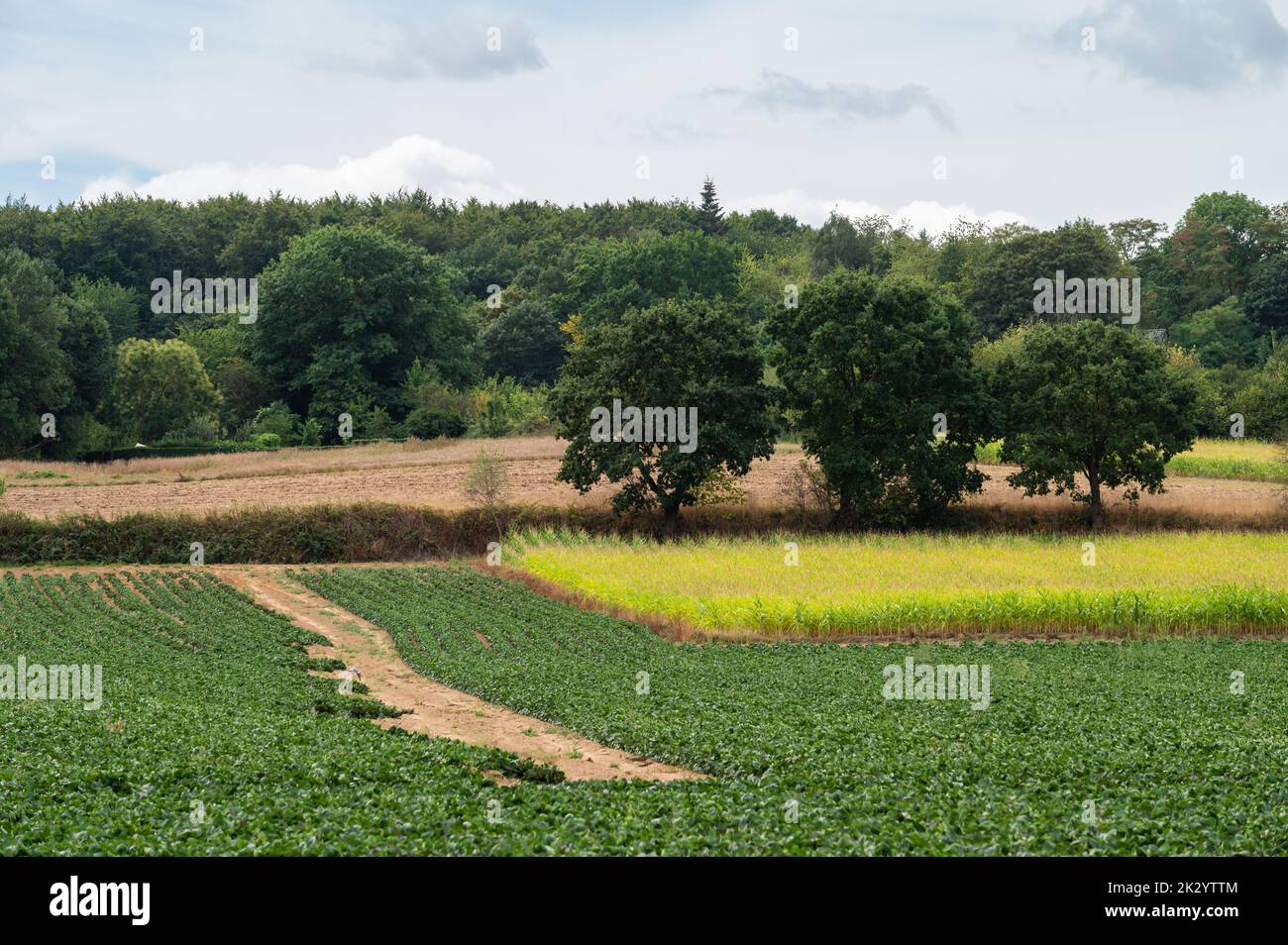Rural scene over the green agriculture fields around the village ...