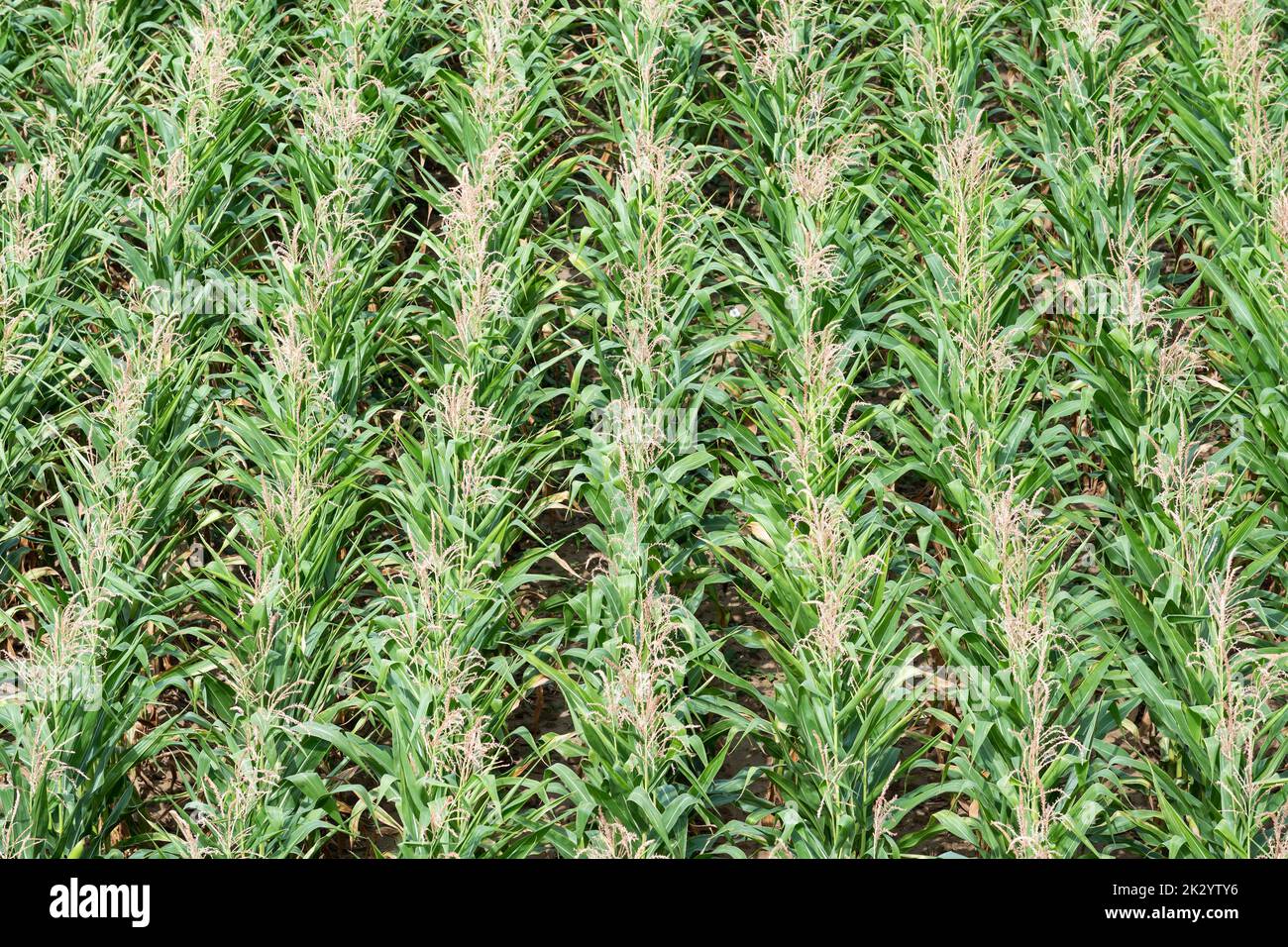 Corn field high angle view hi-res stock photography and images - Alamy