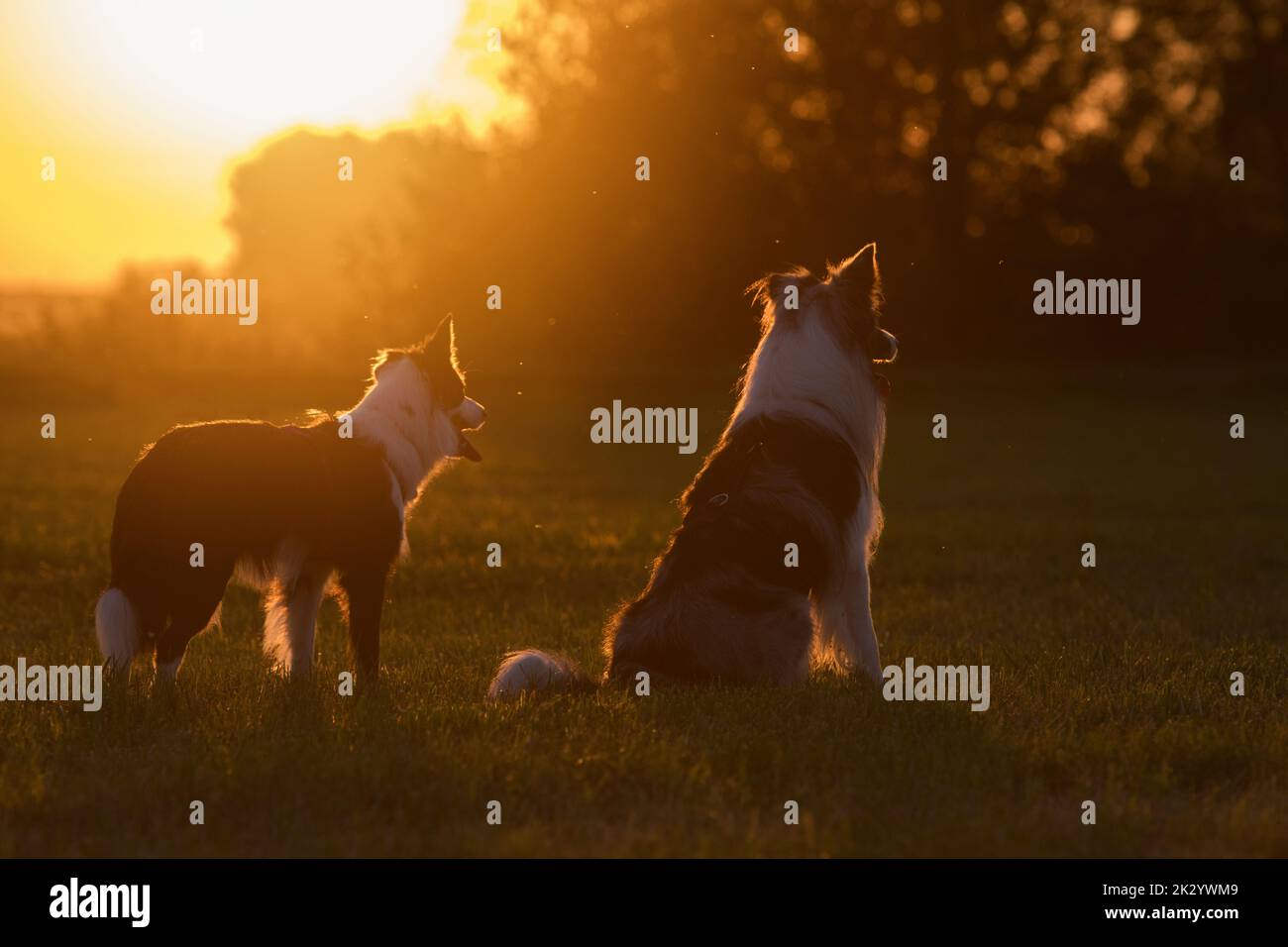 Dogs sit hi-res stock photography and images - Alamy