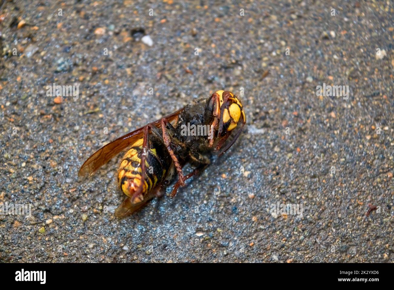 Big hornet is on the stone. Murder hornet is dangerous insect Stock ...