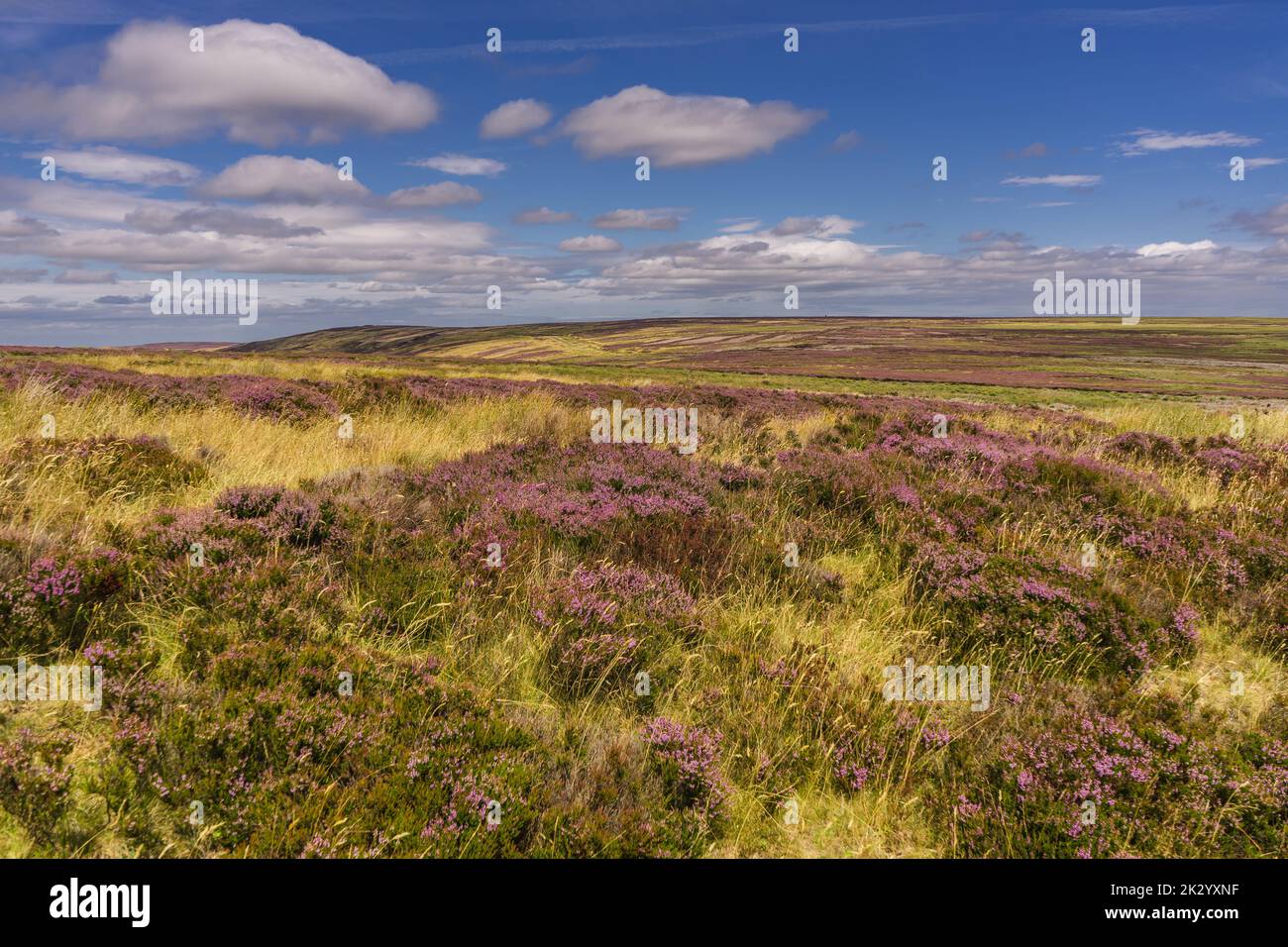 Purple flowering heather, Westerdale, North Yorkshire Moors in Late ...