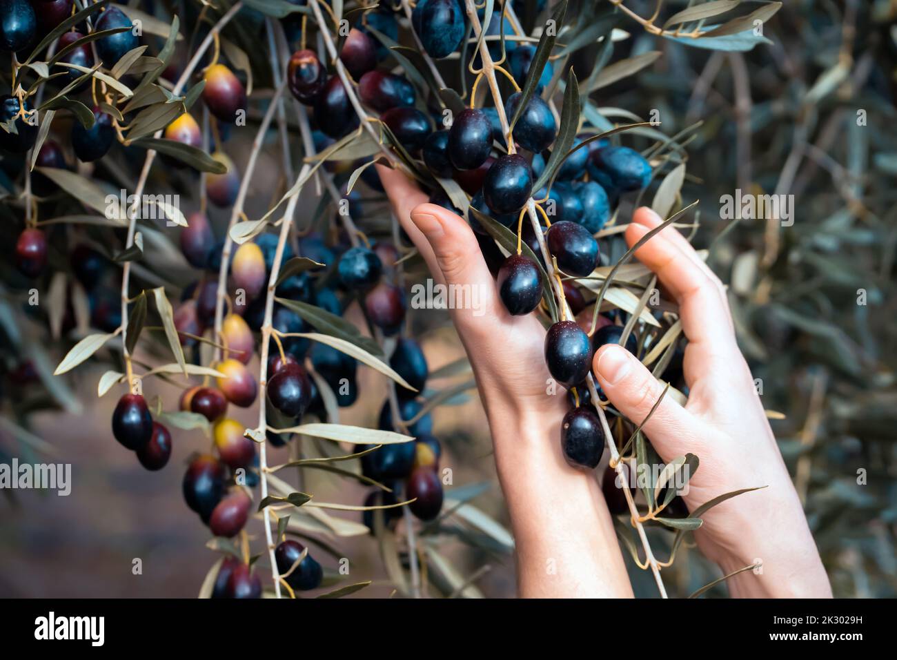 Female hand holds olive hi-res stock photography and images - Alamy