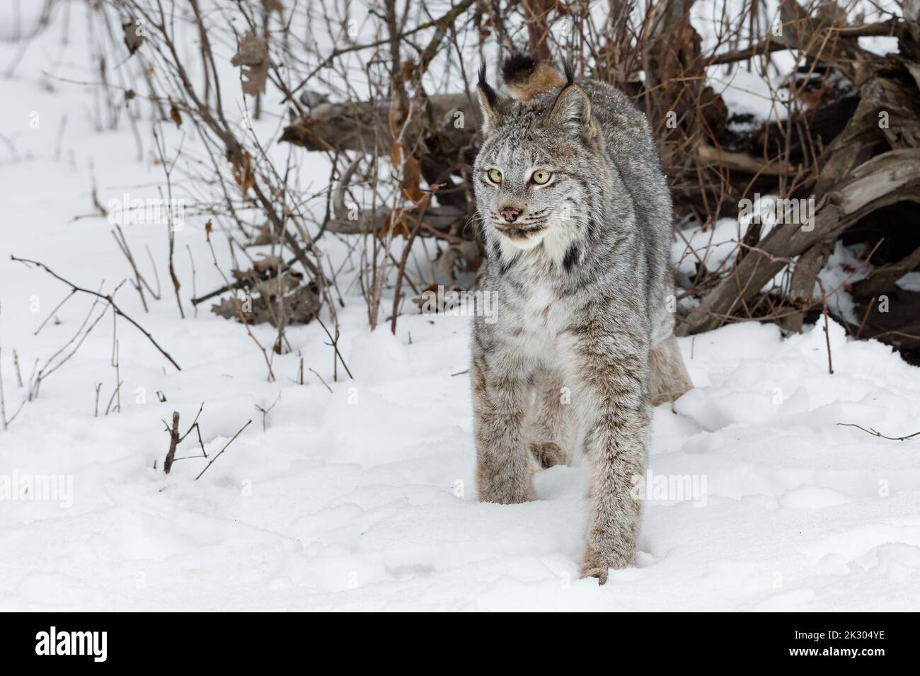 Canadian Lynx (Lynx canadensis) Steps Away From Roots Tail Up Over Back ...