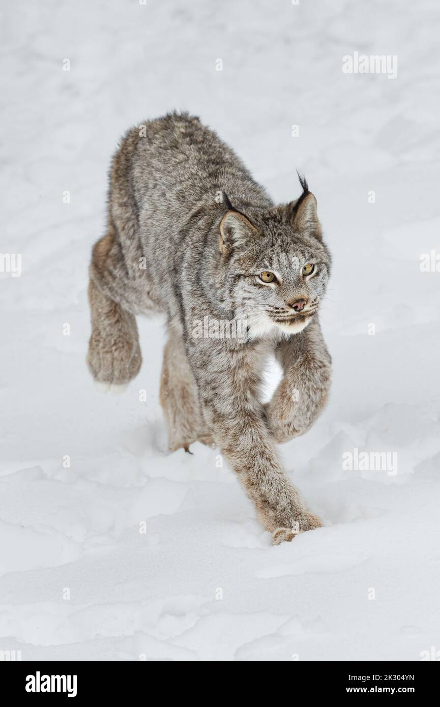 Canadian Lynx (Lynx canadensis) Trots Forward Through Snow Winter ...