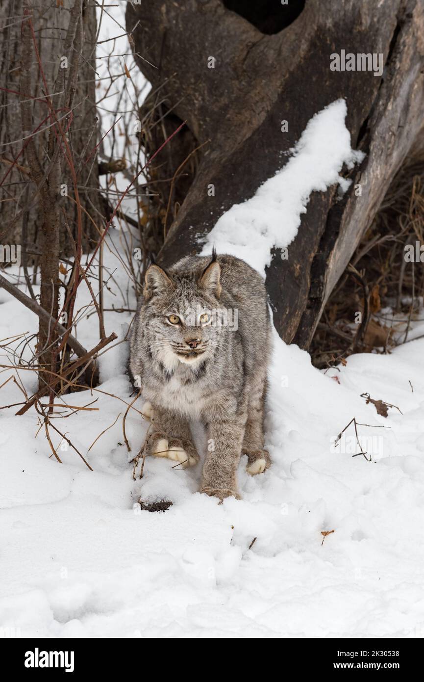 Canadian Lynx (Lynx canadensis) Stands at Bottom of Log Winter ...