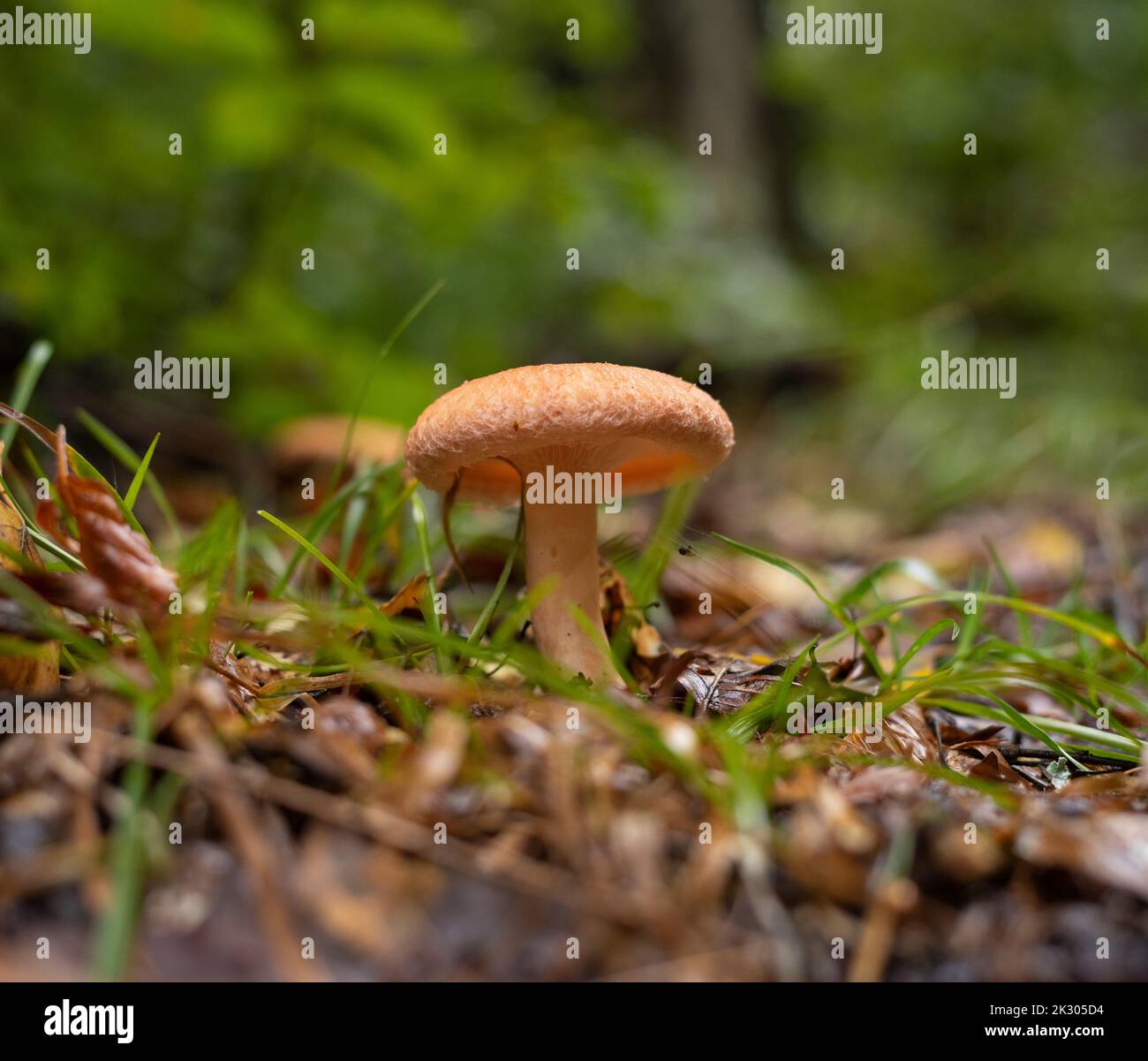 Saffron milk cap mushroom growing on the forest floor in early autumn ...