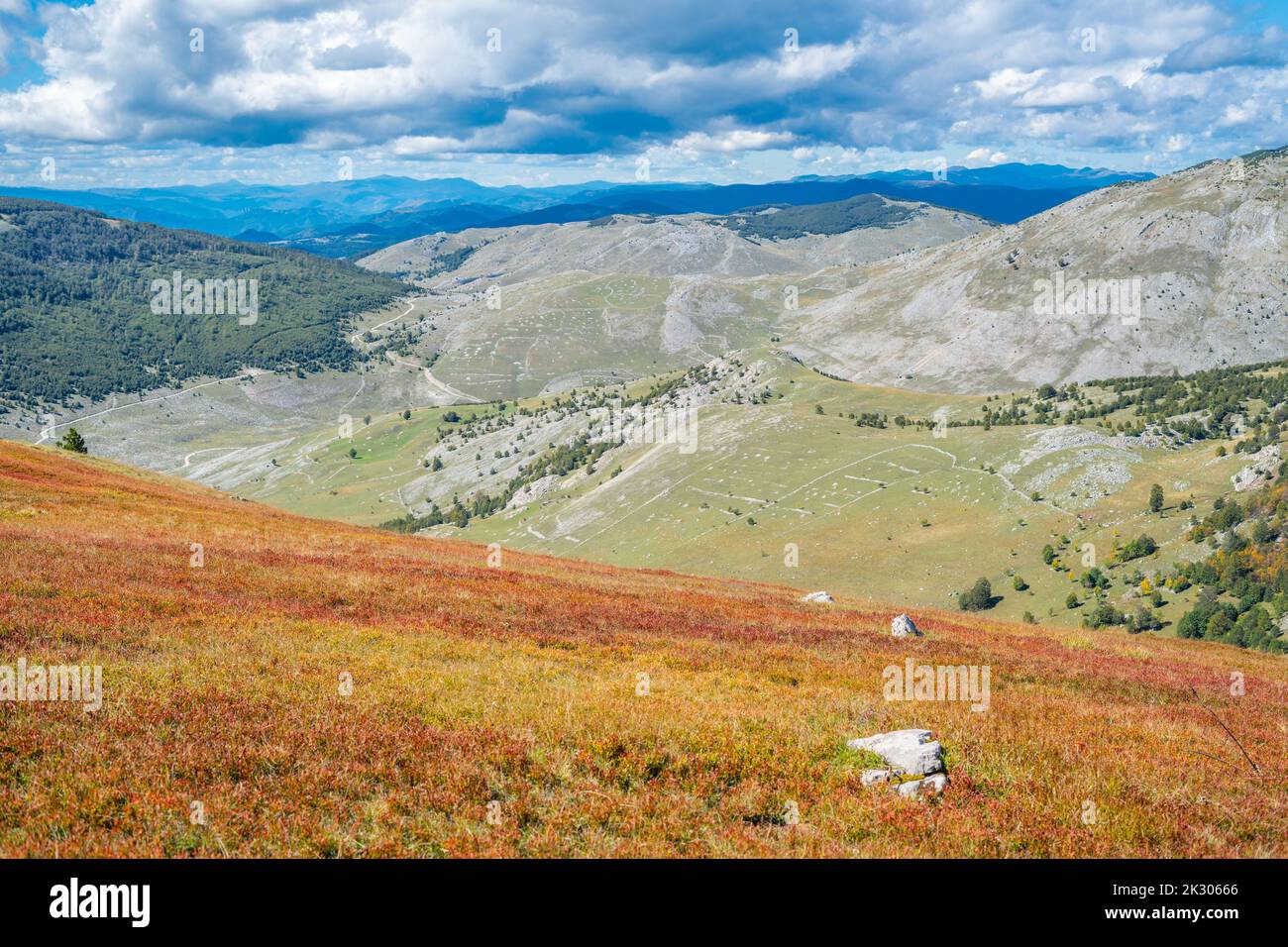 Dried blueberry field on a mountain with grass meadow in the distance ...