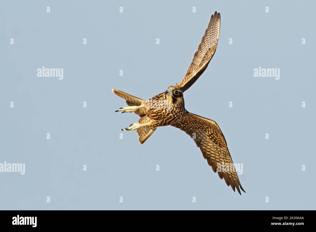 Peregrine falcon flight adjustment while hunting shorebirds Stock Photo ...