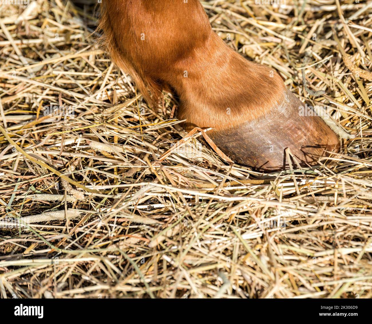 Side view of a horse hoof in hay. Only the bottom of the leg and the ...