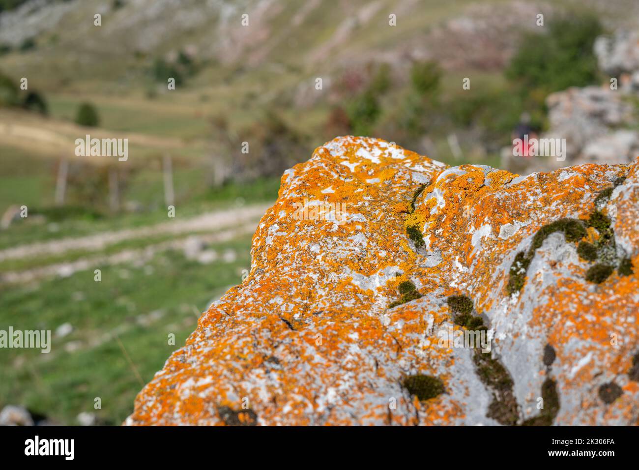 Orange golden lichen on the stone (rock) with blurry background Stock ...