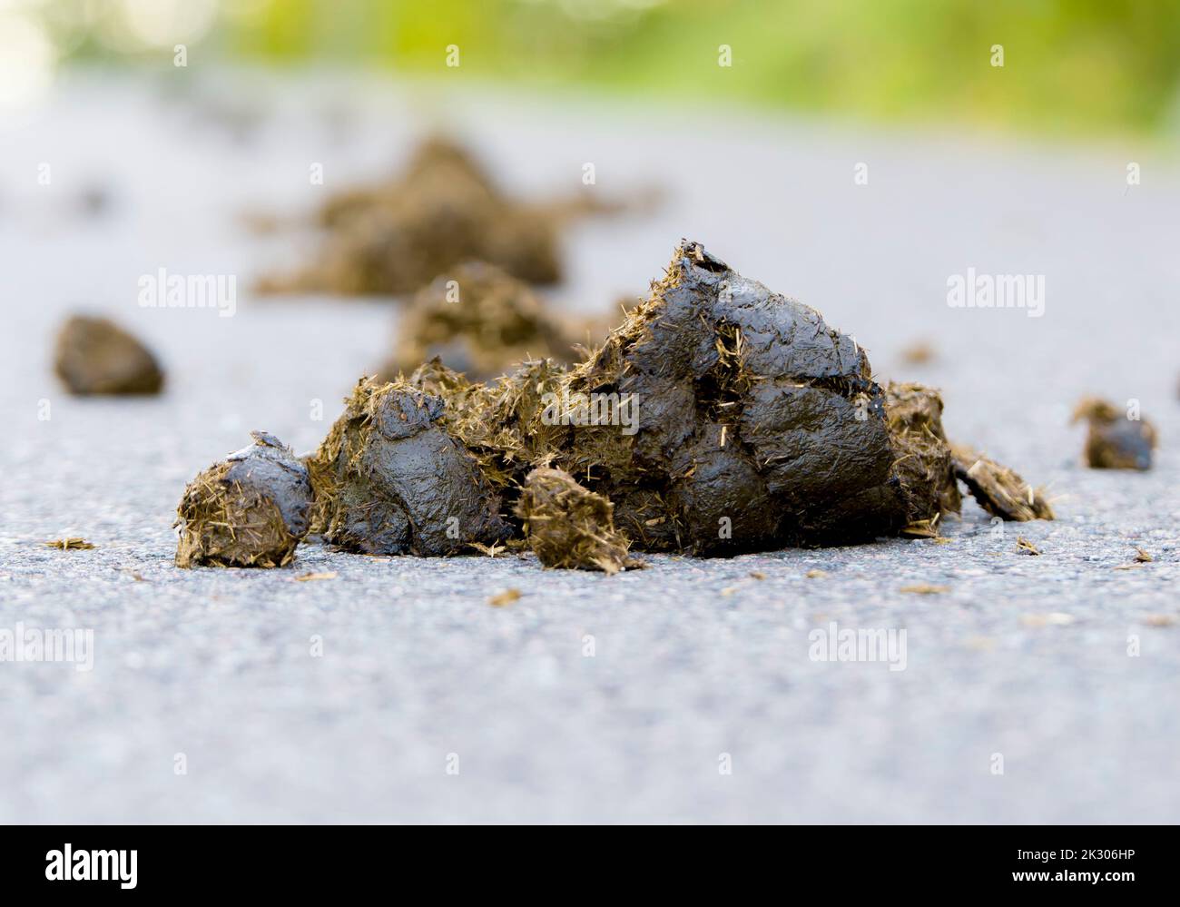 Small pile of horse manure on a road. More poop behind out of depth of ...