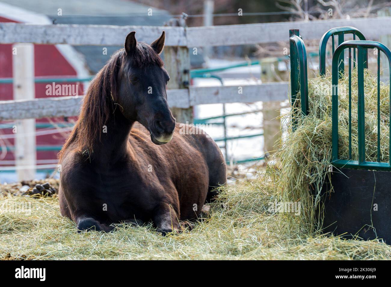 Horse resting on hay on a dark day. He appears to be asleep because his ...