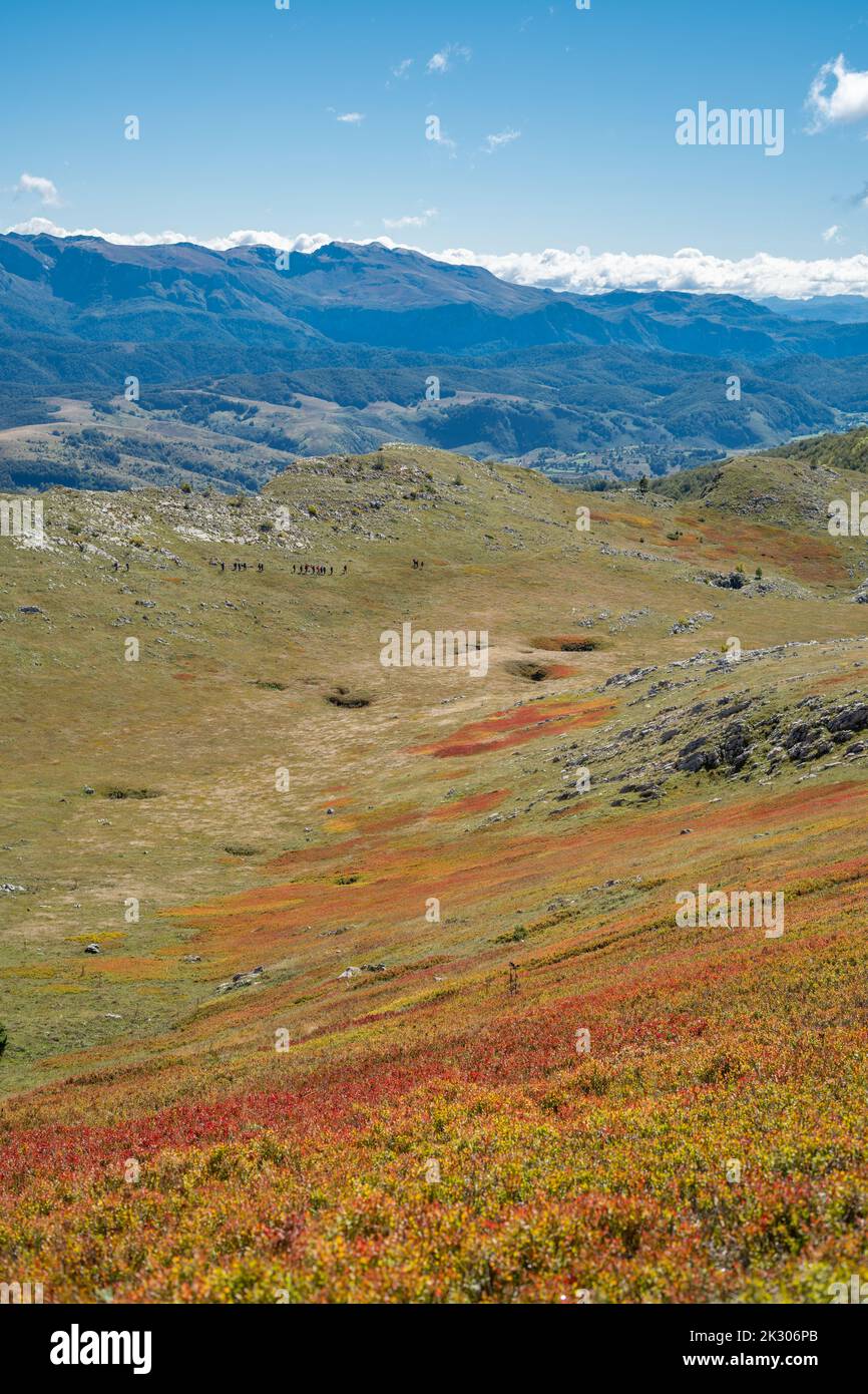 Dried blueberry field on a mountain with hikers in the distance and ...