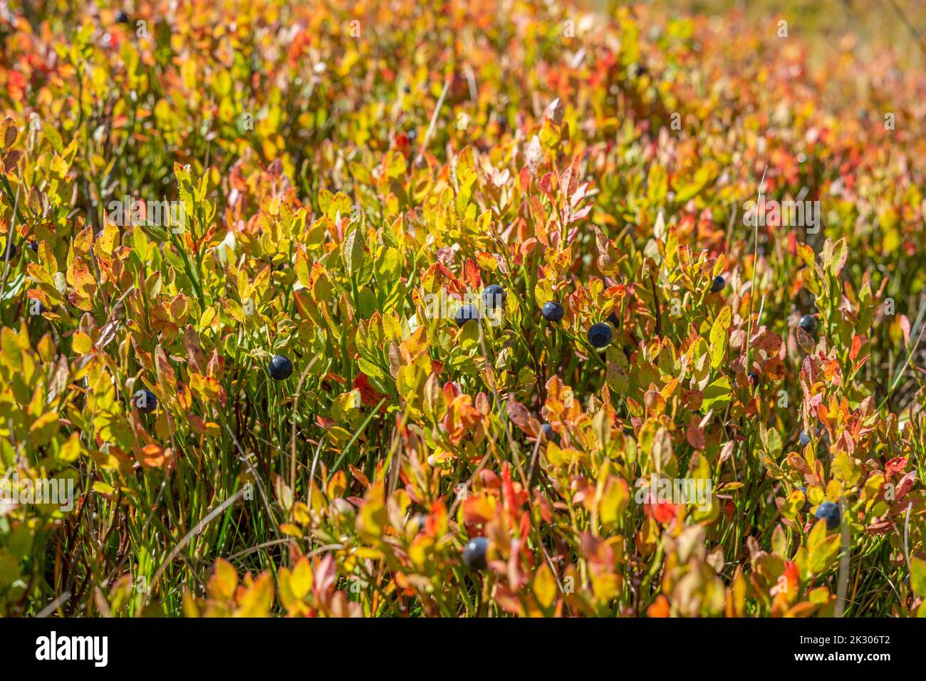 Dried berry plant on hi-res stock photography and images - Alamy