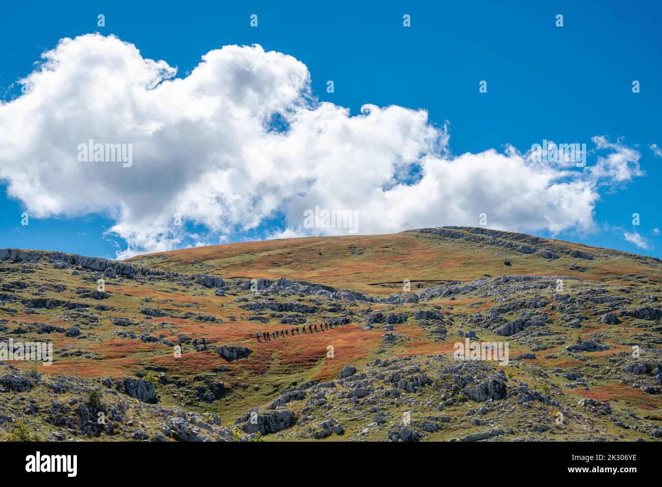 Dried blueberry field on a mountain with hikers in the distance and ...