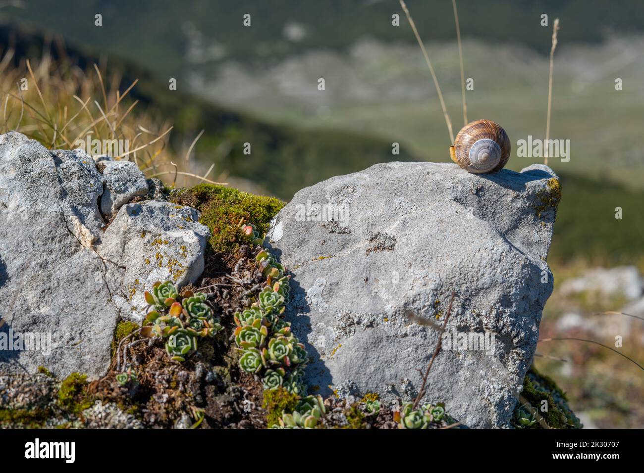 Snail shell on stone with lichen surrounded by moss and houseleeks with ...
