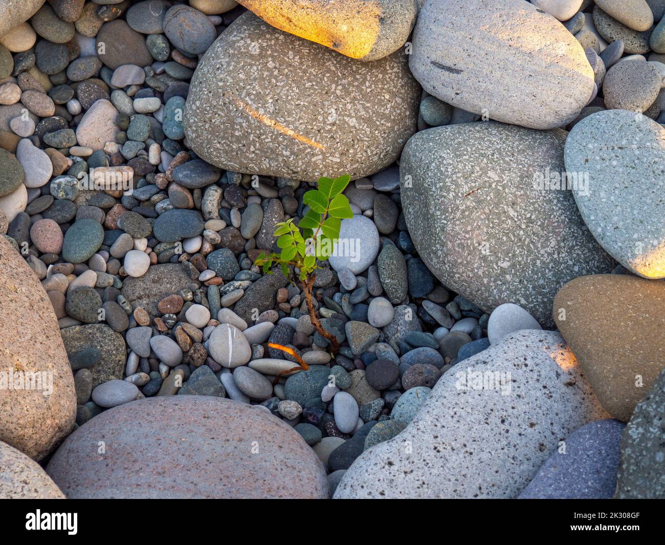 The plant broke through the rubble. Little sprout. Life concept. Plant ...