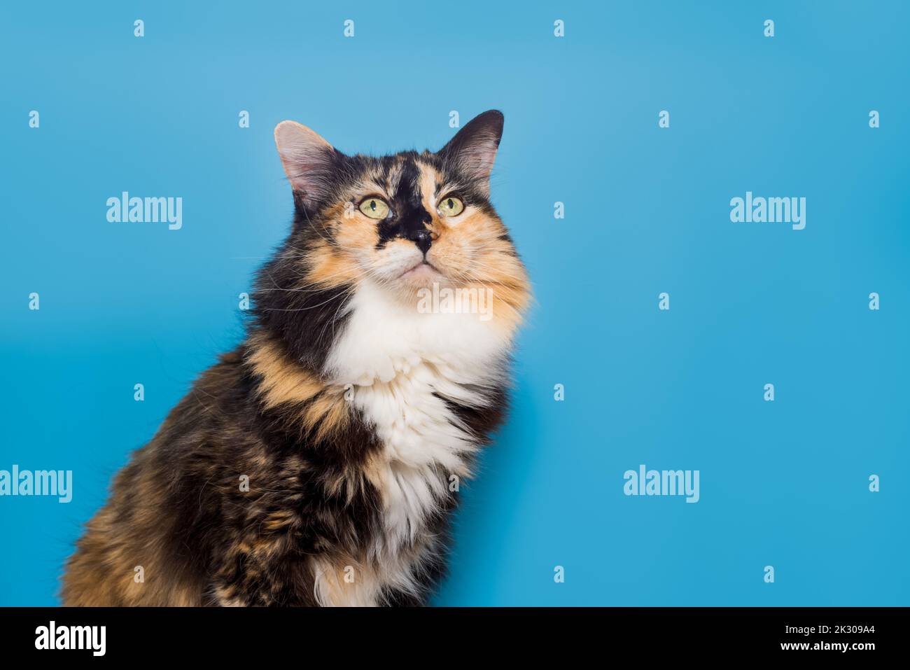 Blue calico hi-res stock photography and images - Alamy