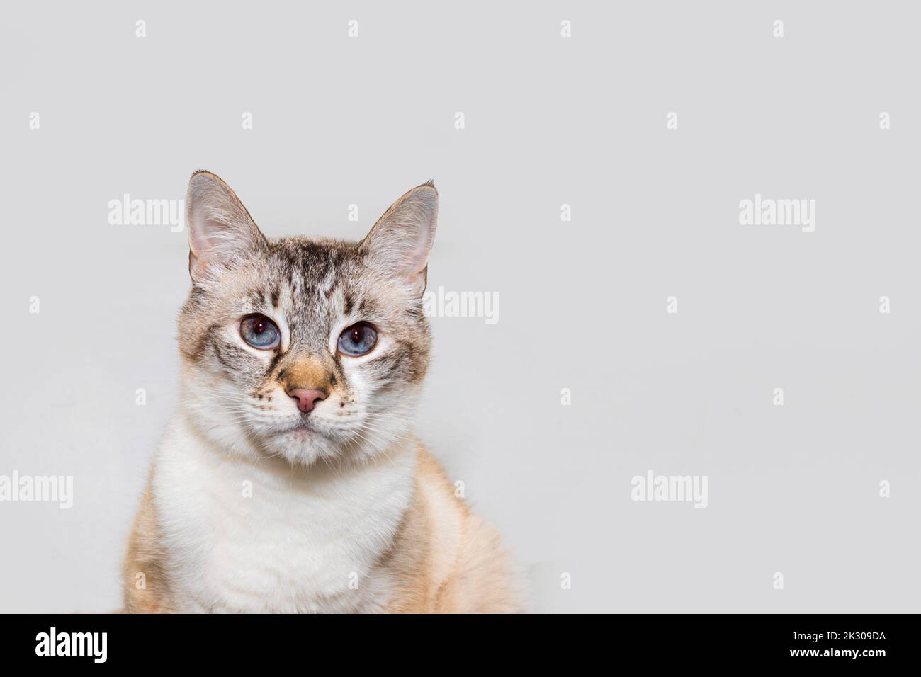 Blue lynx siamese cat hi-res stock photography and images - Alamy