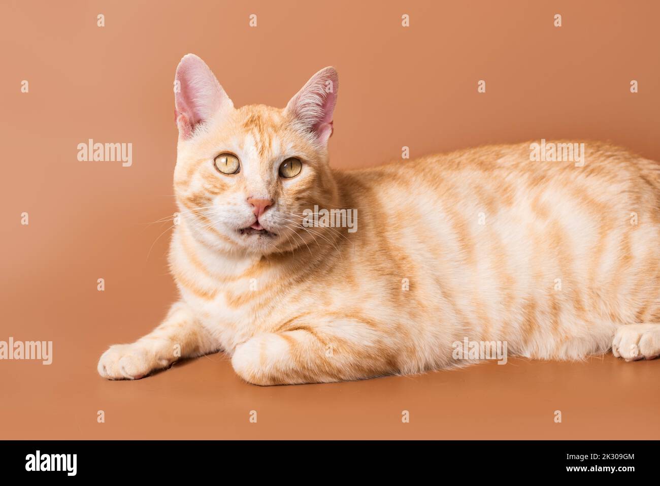 Tabby feline hi-res stock photography and images - Alamy