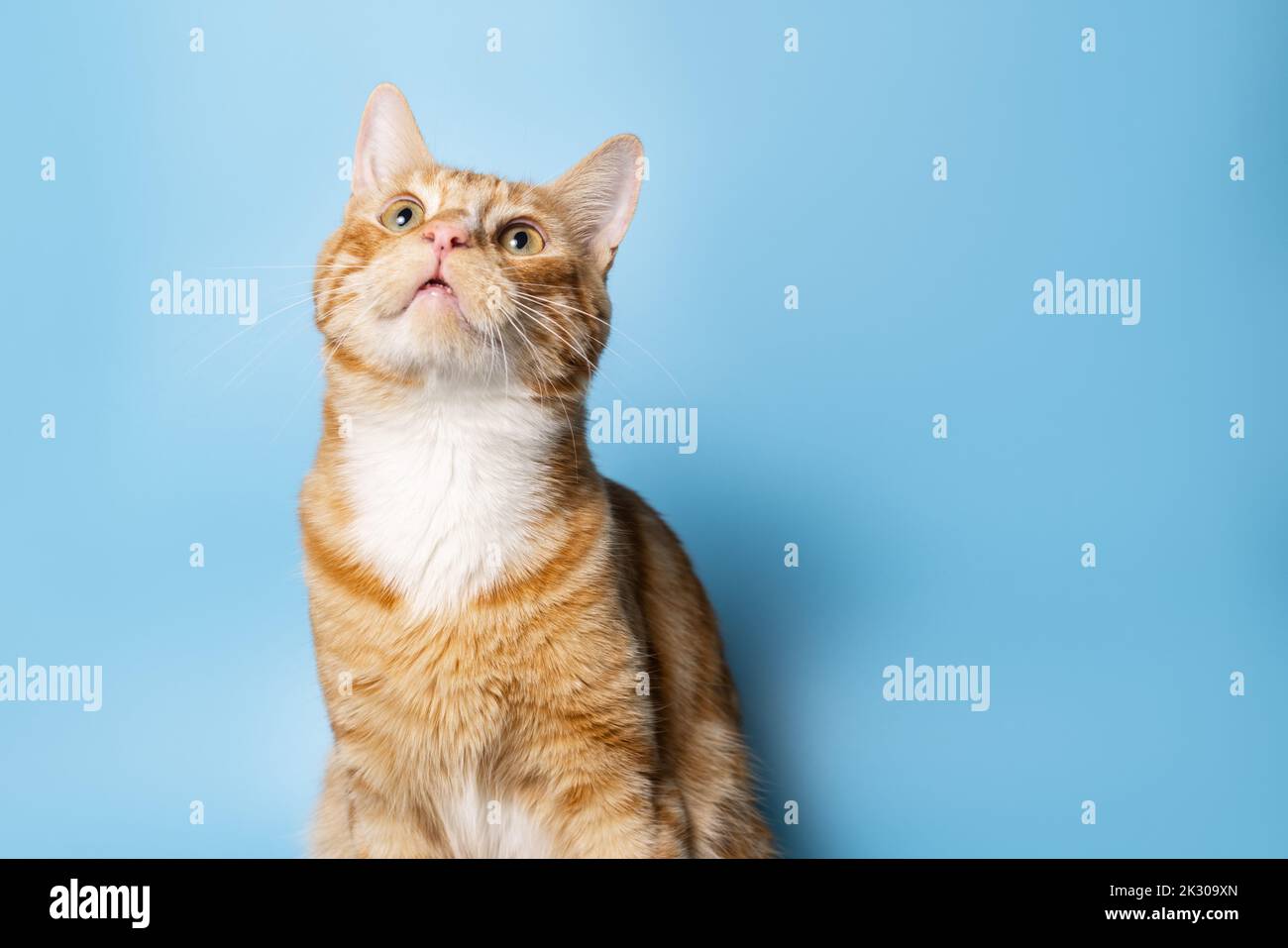 White domestic cat tabby markings hi-res stock photography and images ...
