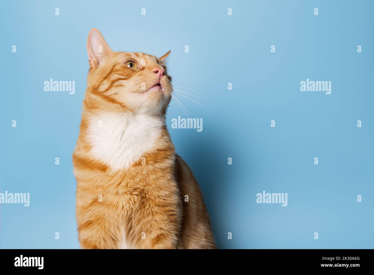 White markings on chest hi-res stock photography and images - Alamy