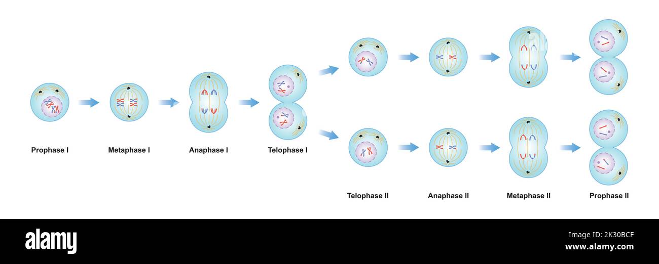 Telophase diagram hi-res stock photography and images - Alamy