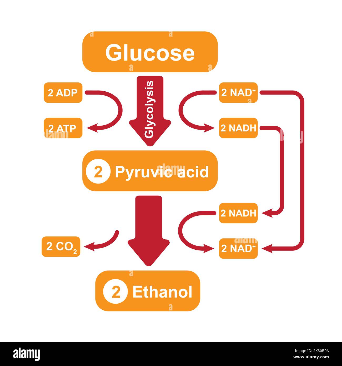 Ethanol Fermentation. Anaerobic Respiration. Colorful Symbols. Vector ...