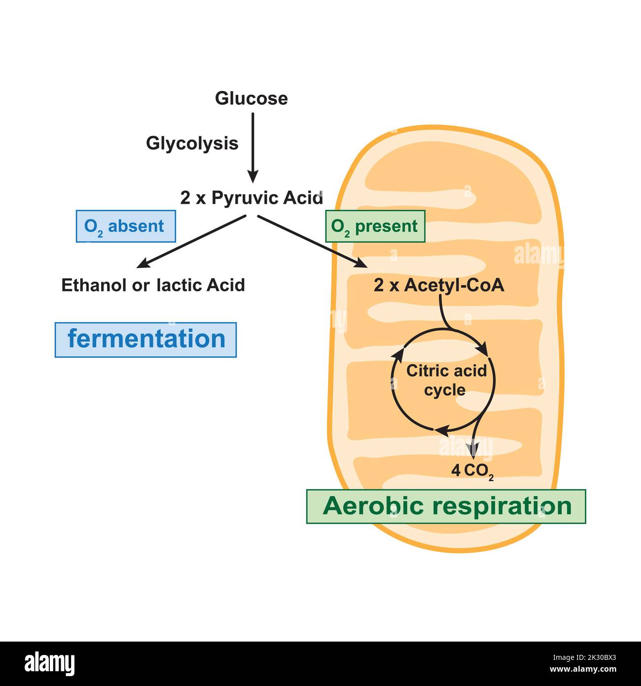 Anaerobic Vs Aerobic Glycolysis