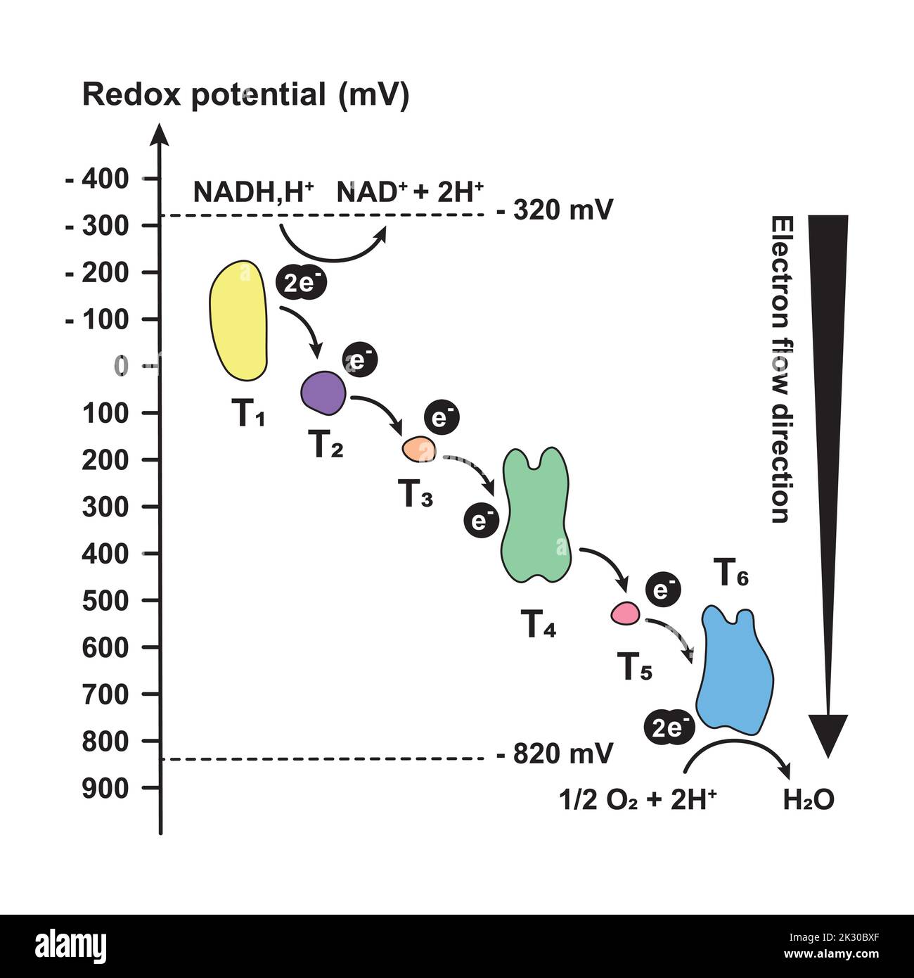 Redox Potential Scheme. Electron Flow Direction. Colorful symbols ... Redox Potential Scheme. Electron Flow Direction. Colorful symbols ...