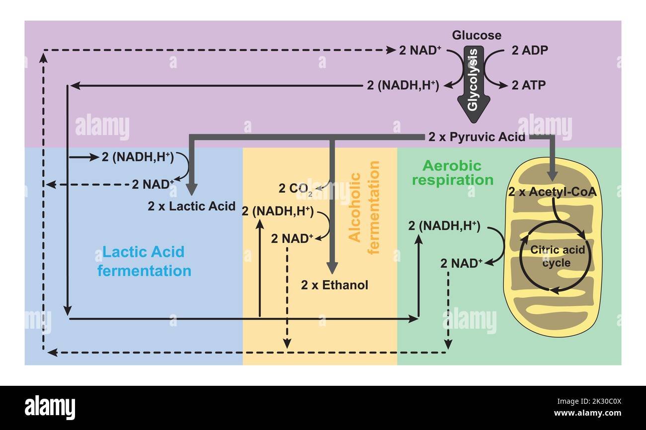 Glycolysis, Aerobic Respiration And Anaerobic Fermentation In One ...