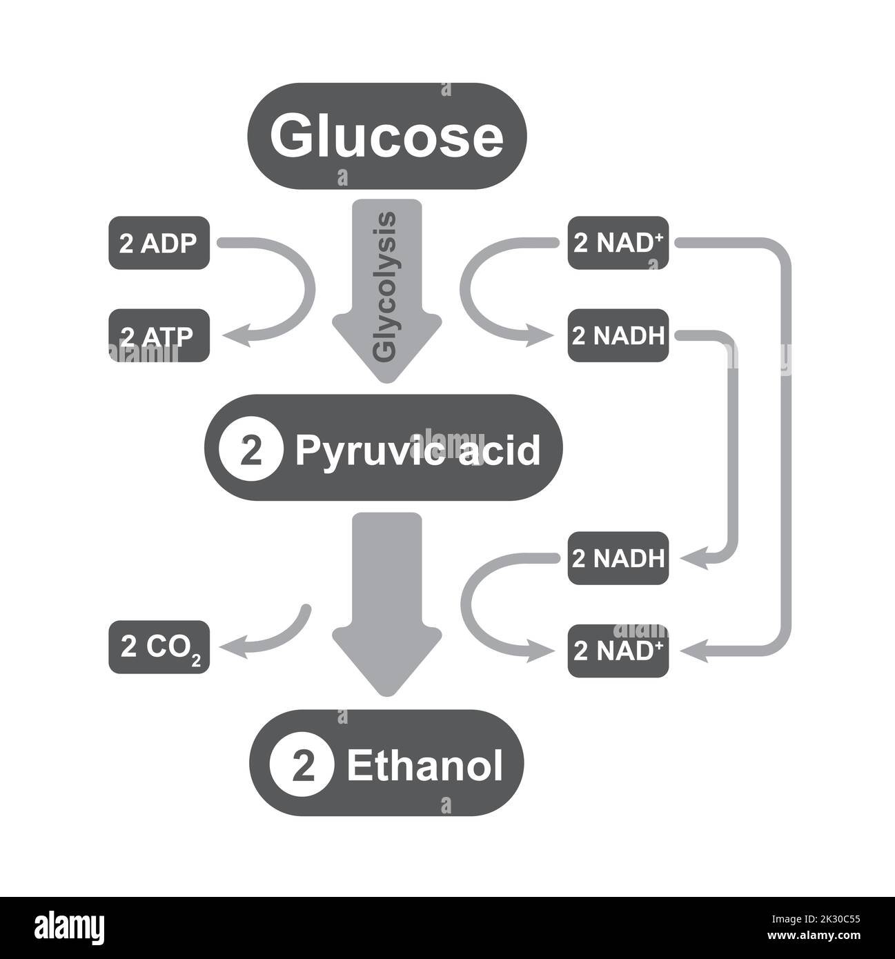 Ethanol Fermentation. Anaerobic Respiration. Colorful Symbols. Vector ...