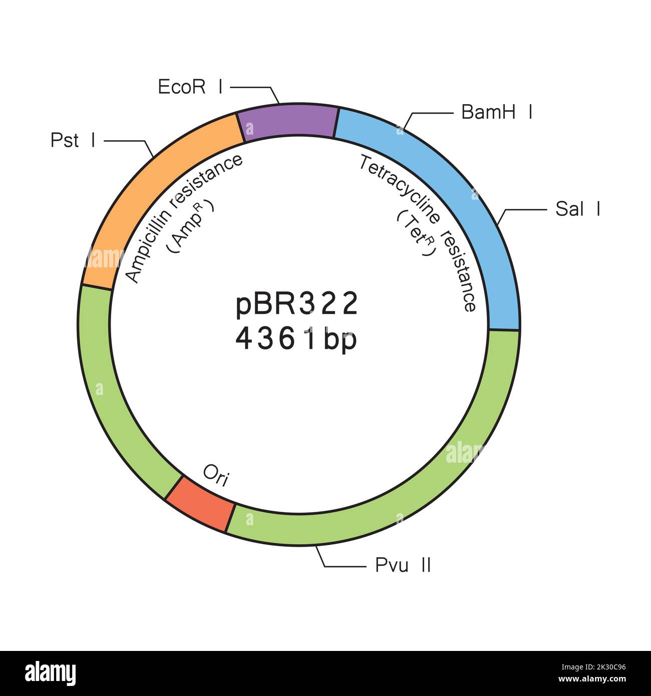 Colorful Deseigning of Plasmid pBR322 Structure. Vector Illustration ...