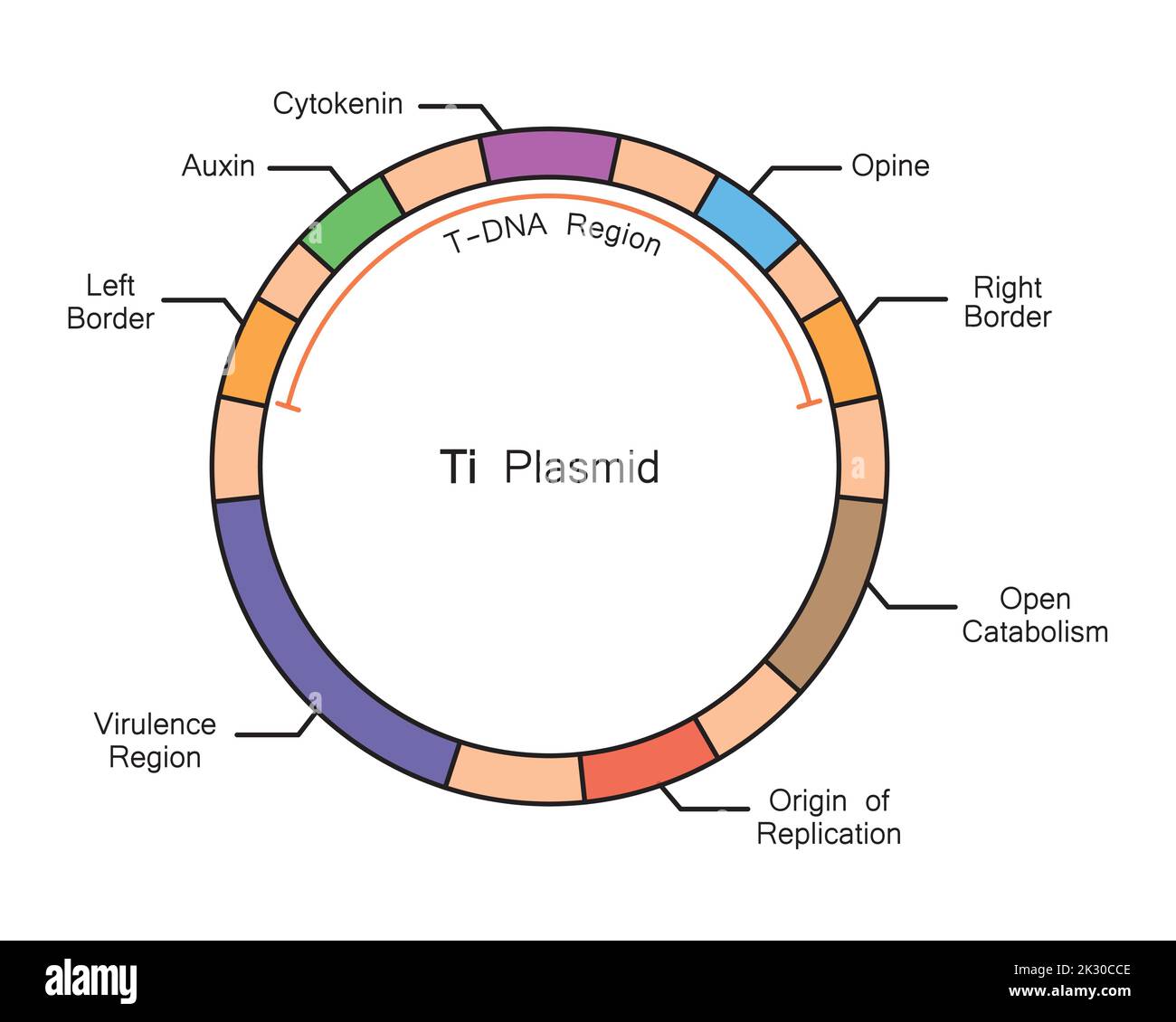Colorful Deseigning of Ti Plasmid Structure. Vector Illustration Stock Vector Image & Art - Alamy