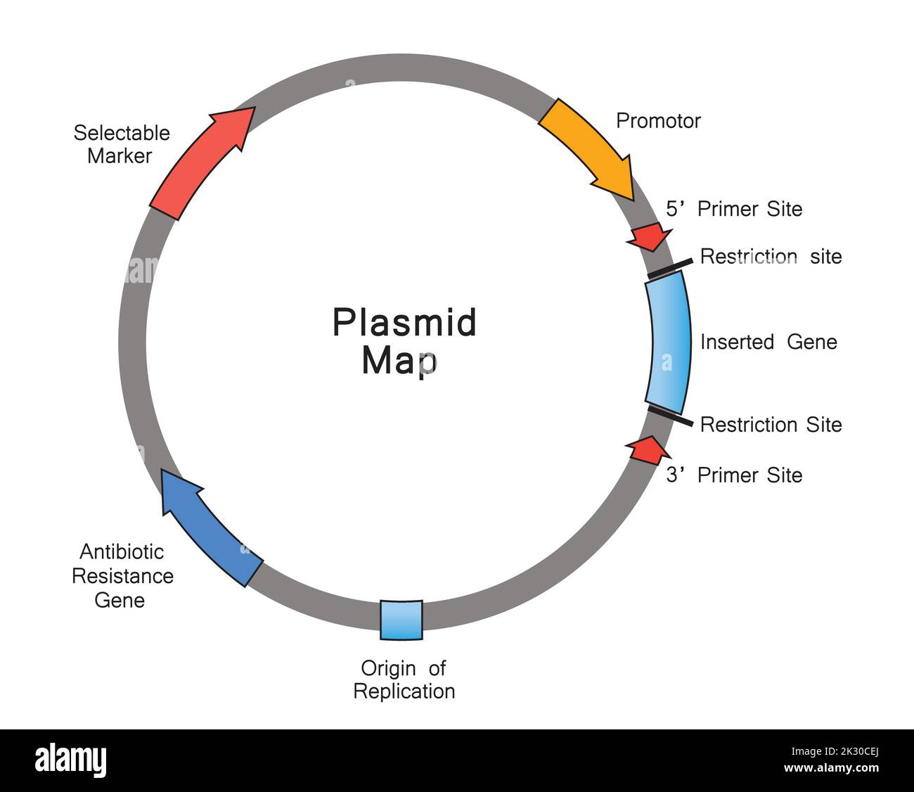 Simple Illustration of Plasmid Map. Colorful Symbols. Vector ...
