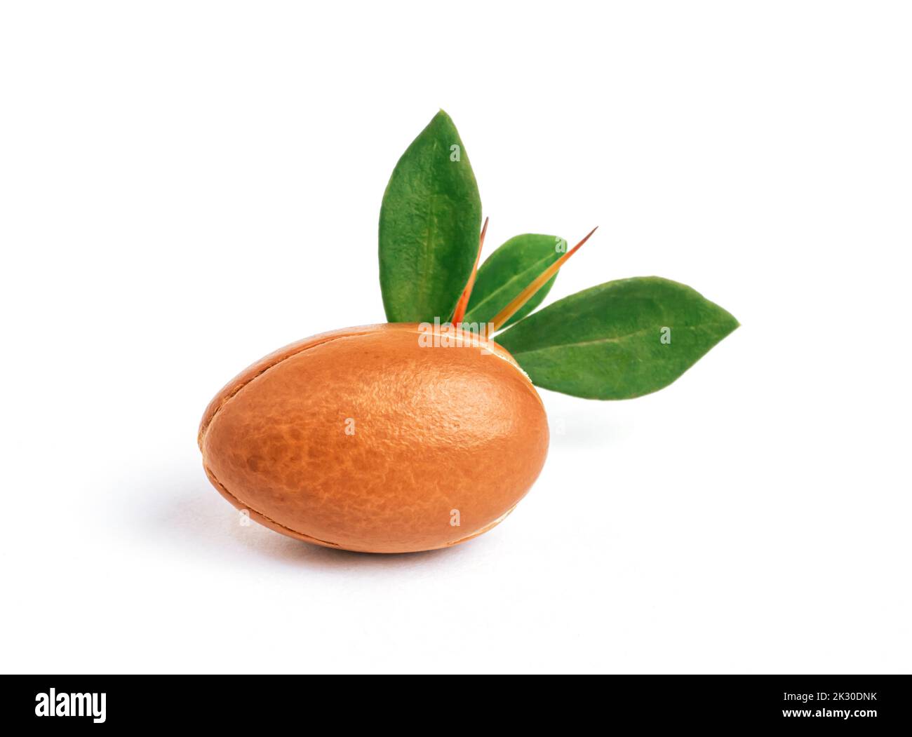 Argan nut with green leaves on isolated white background. Moroccan ...