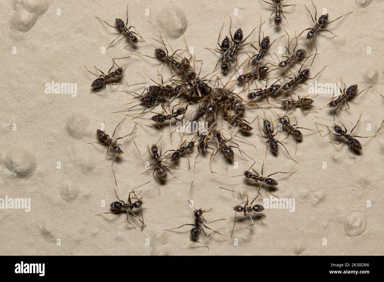 Army Ants Attacking Humans