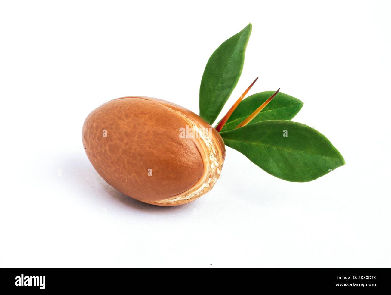 Argan nut with green leaves on isolated white background. Moroccan ...
