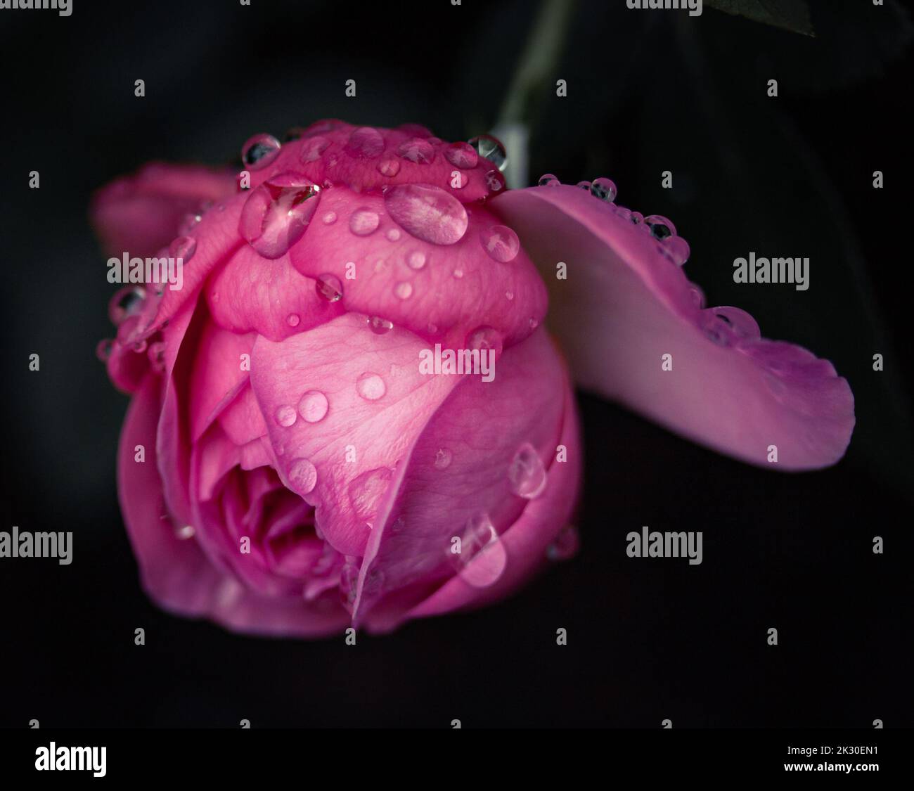 Rose with water droplets Stock Photo - Alamy