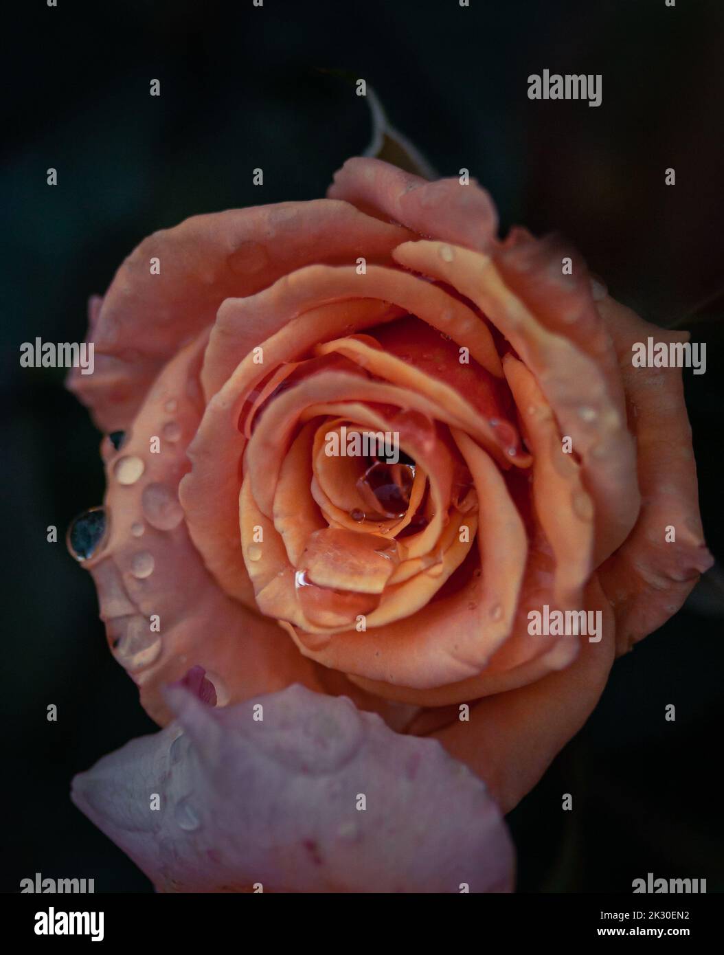 Rose with water droplets Stock Photo - Alamy