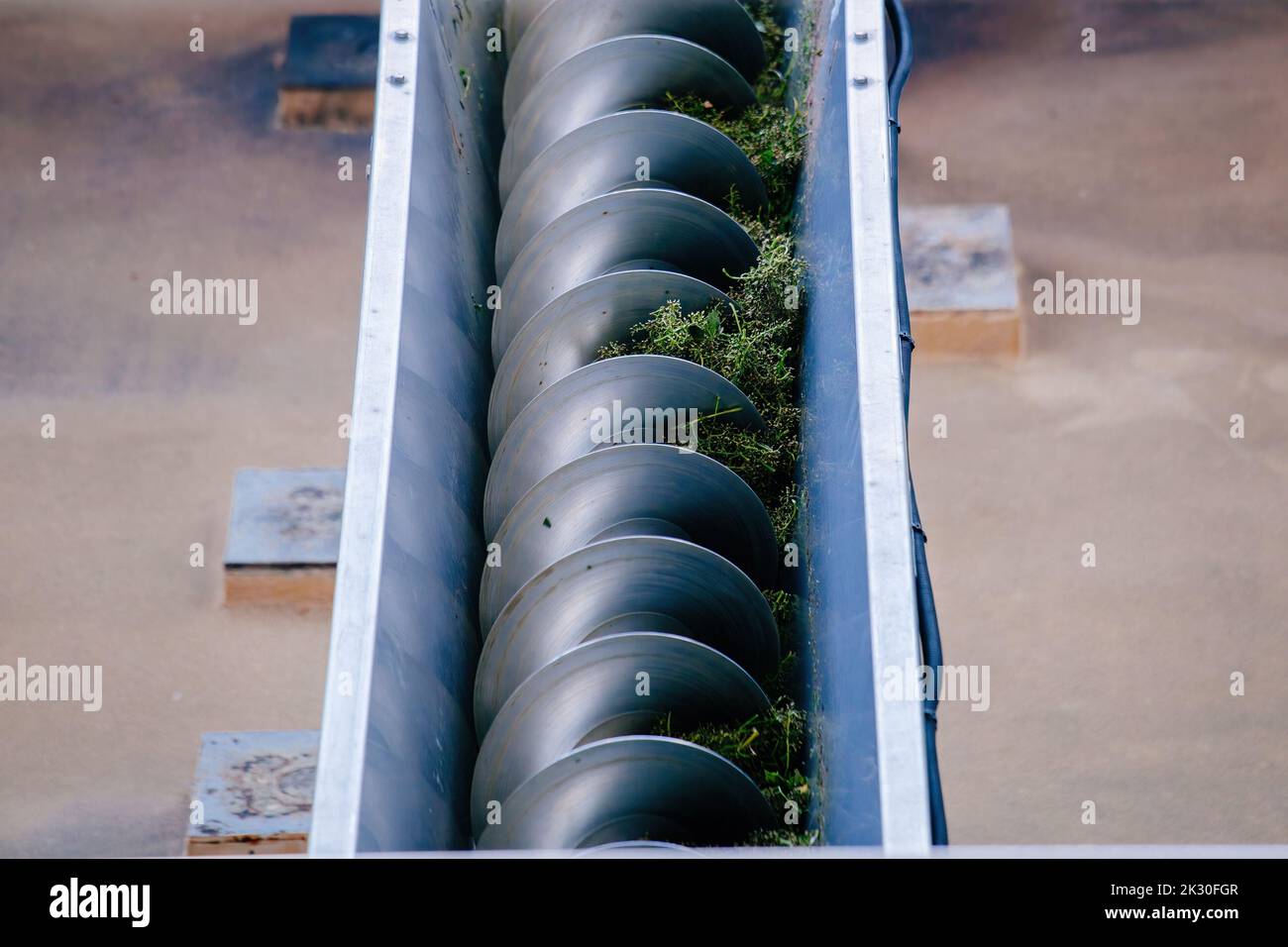 Green grapes in screw grape transportation machinery in modern winery ...