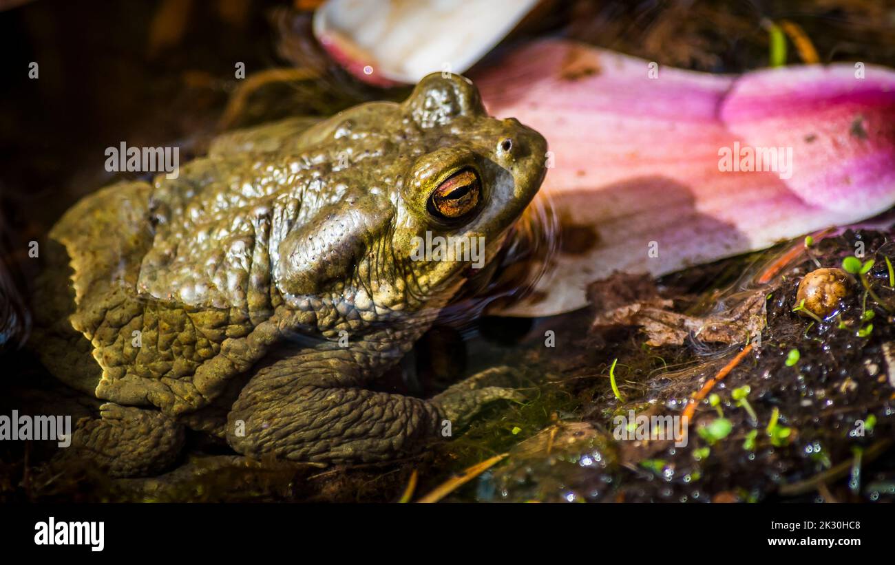 Green toad sitting in water Stock Photo - Alamy