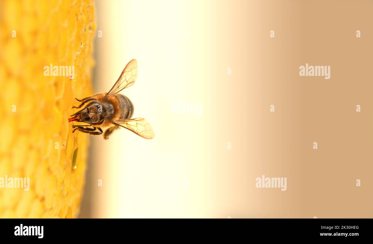 A young honey bee on a honeycomb. Works and pumps honey. Close-up ...