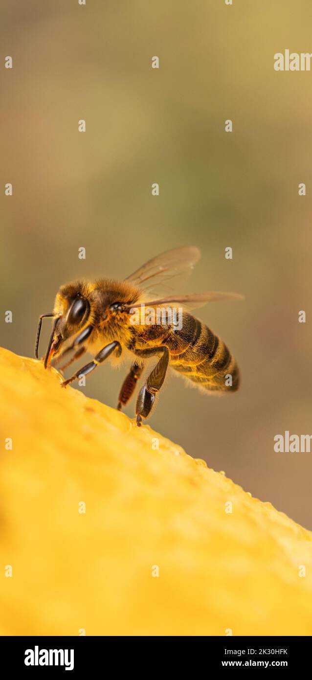 A young honey bee on a honeycomb. Works and pumps honey. Close-up ...