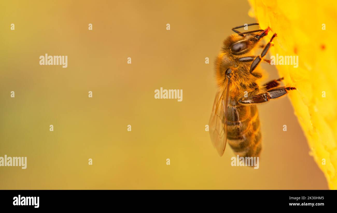 A young honey bee on a honeycomb. Works and pumps honey. Close-up ...