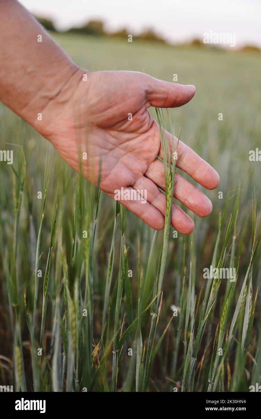 Farmer hand corn hi-res stock photography and images - Alamy