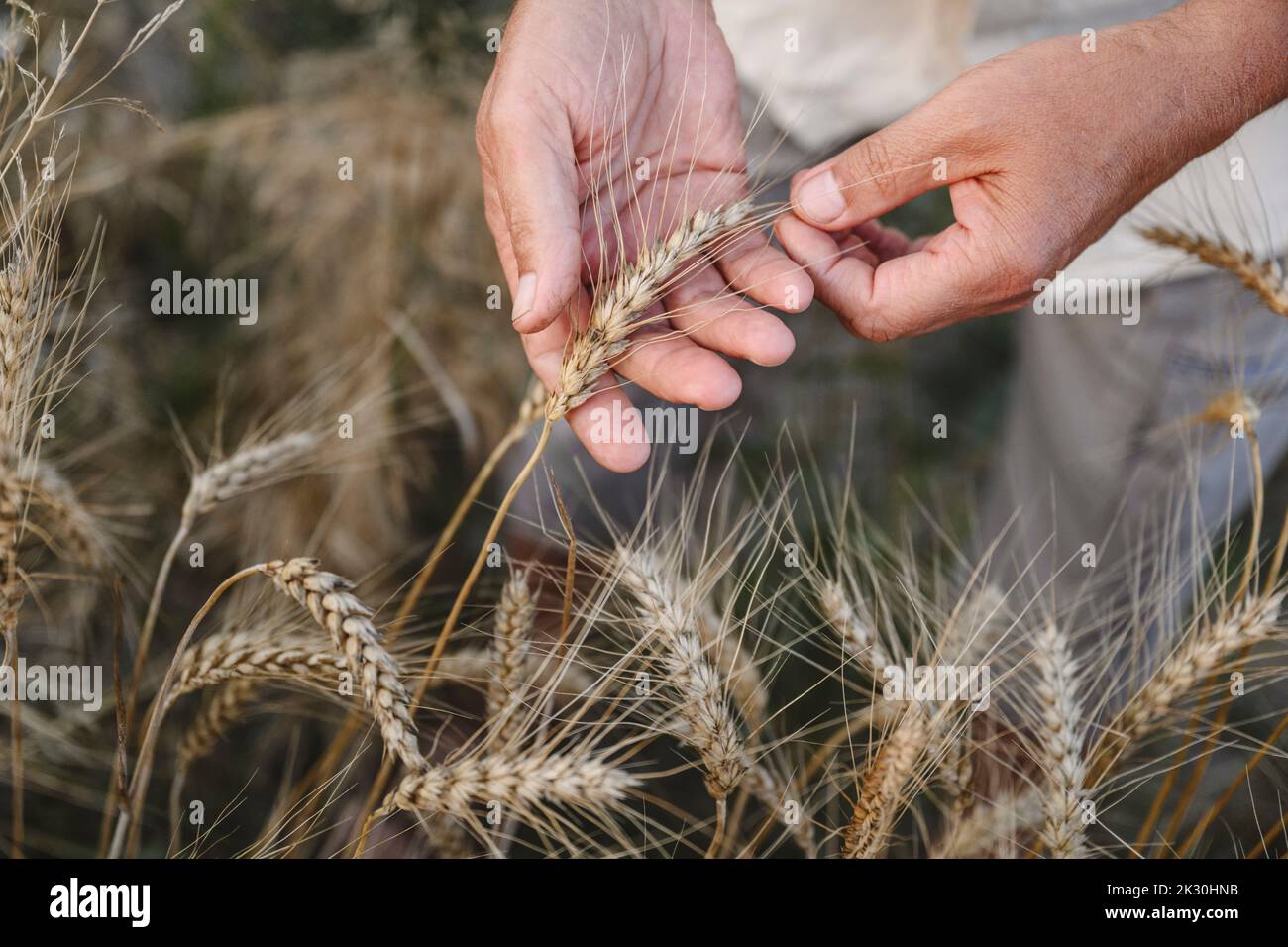 Hands of farmer touching wheat crops in field Stock Photo - Alamy