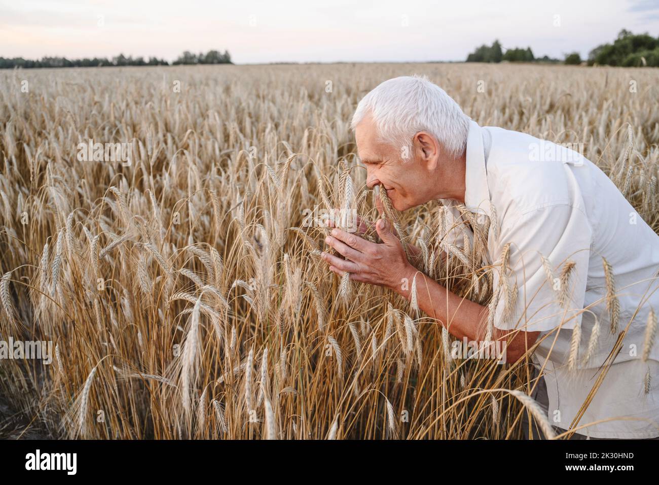 Smiling senior farmer smelling wheat crops in farm Stock Photo - Alamy