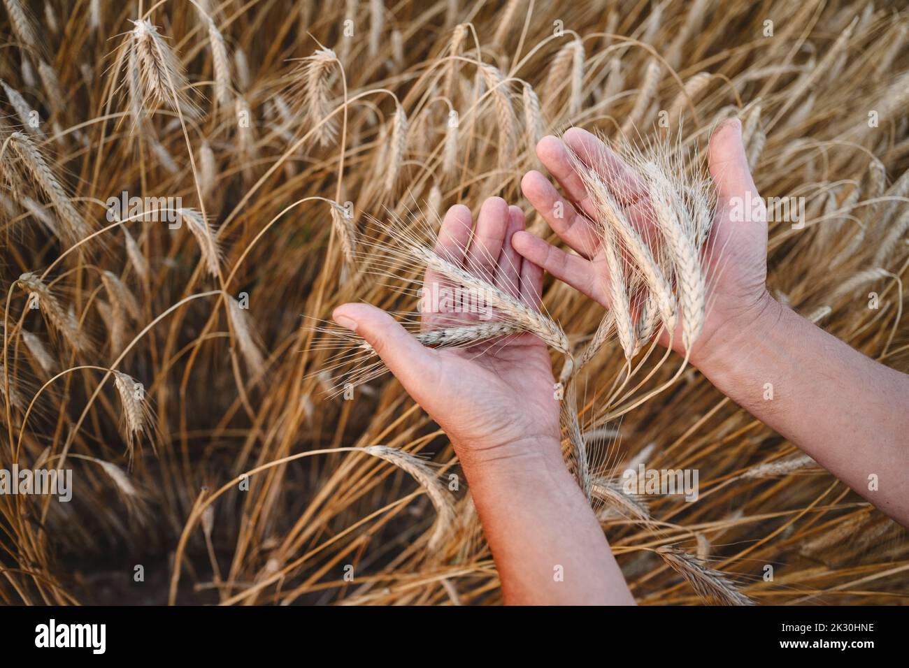 Hands of senior farmer touching wheat crops Stock Photo - Alamy